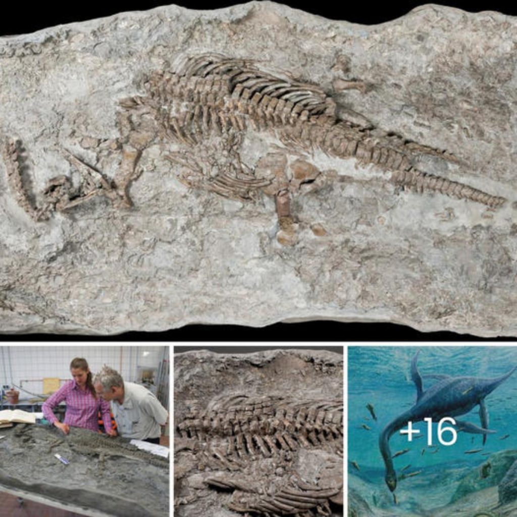 World’s Oldest Plesiosaur from the Dinosaur Era Unearthed in a ...