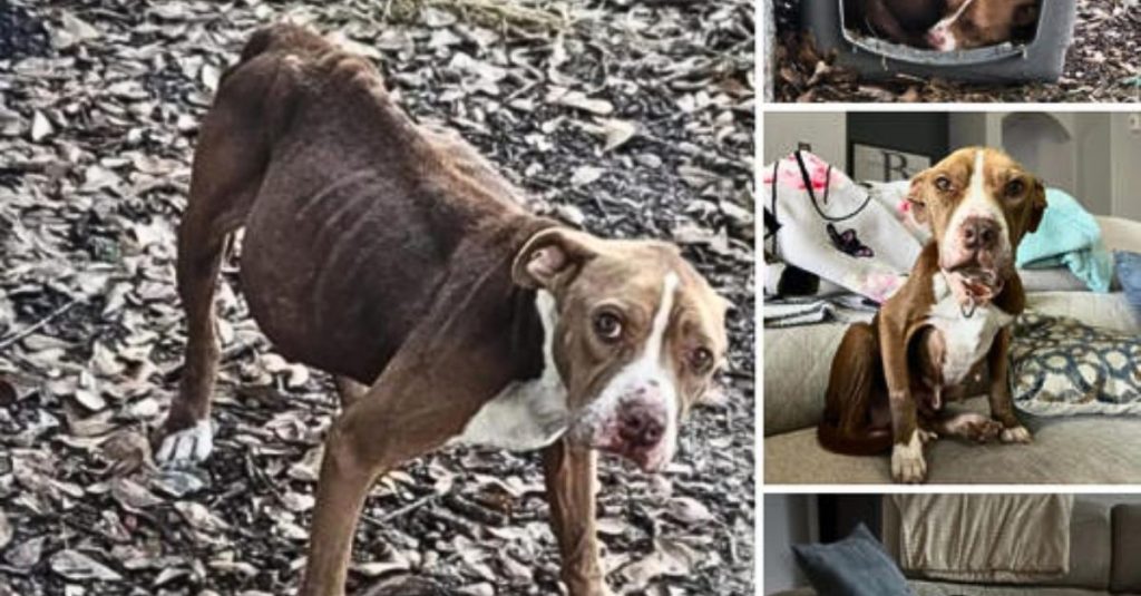 Conmovedora historia de un perro desnutrido que encontró una nueva vida ...