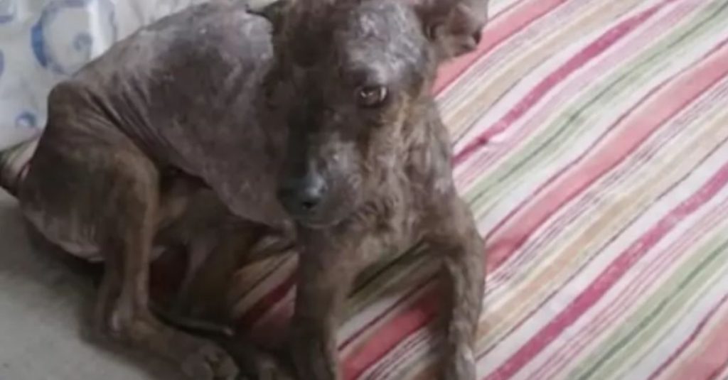 Es increíble pensar cómo este perro débil y demacrado encontró su golpe ...