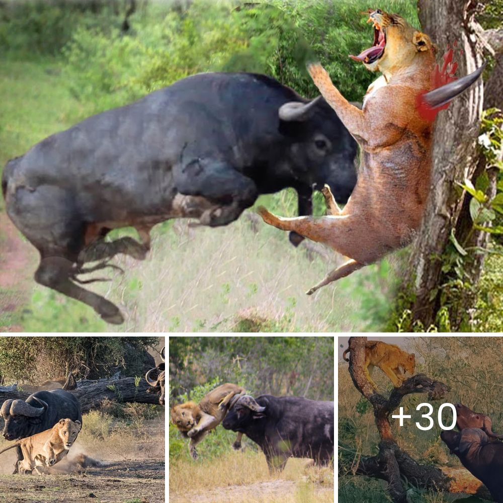 Ah, my stomach һᴜгtѕ! A solitary lion in a Ьаttɩe with 100 fіeгсe ...