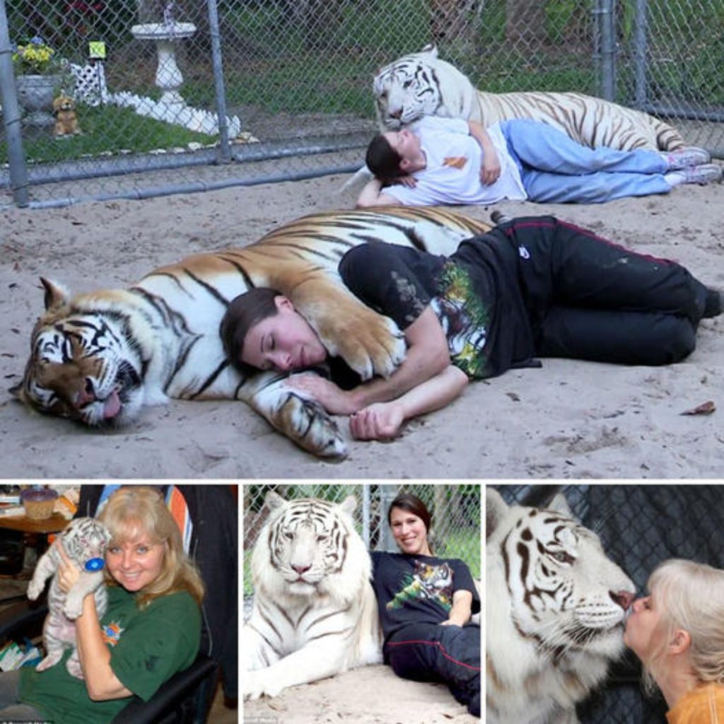 The Florida woman kept a 600-pound male white Bengal tiger and Janda, a ...