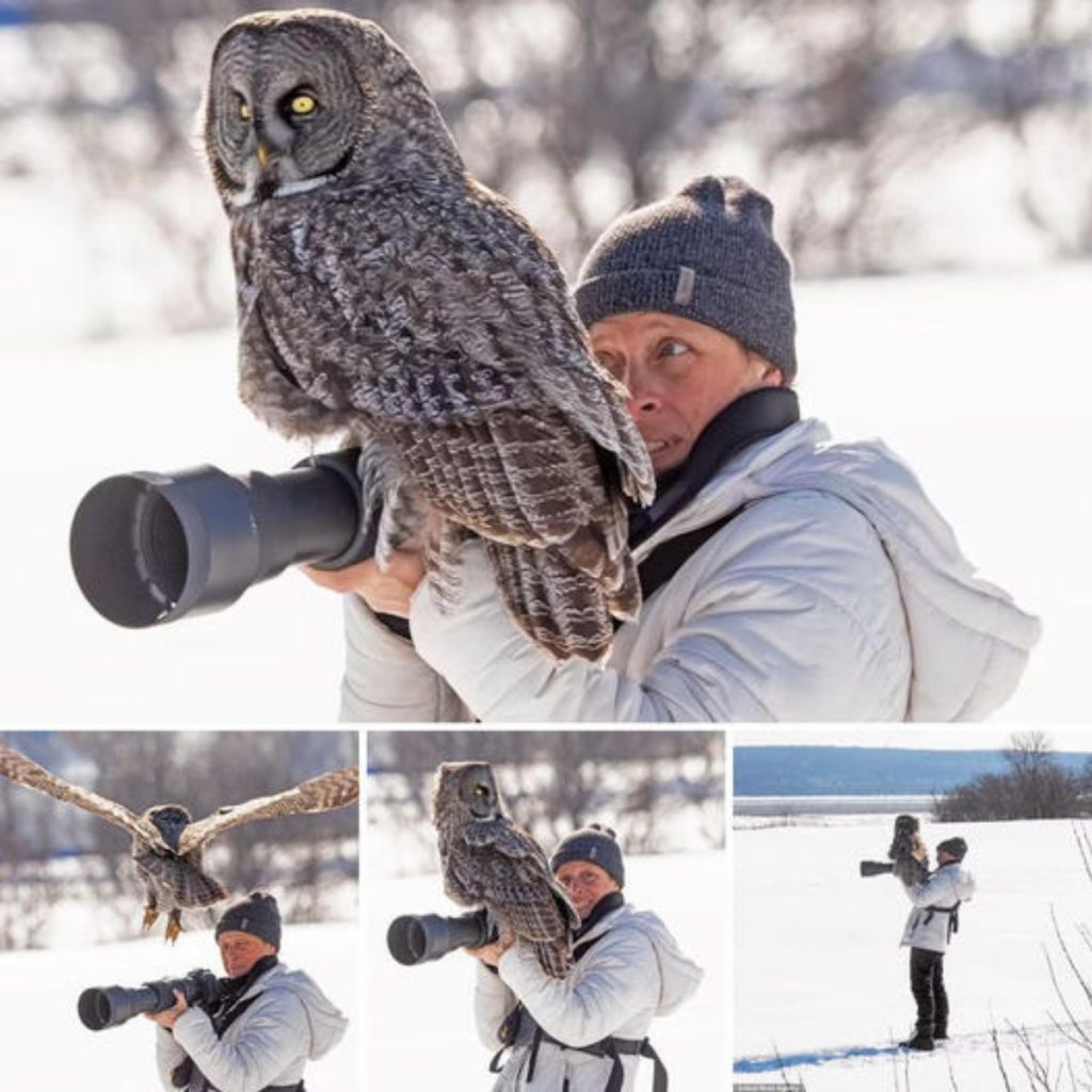 Nice to meet you! Incredible moment giant gray owl swoops in to take a ...
