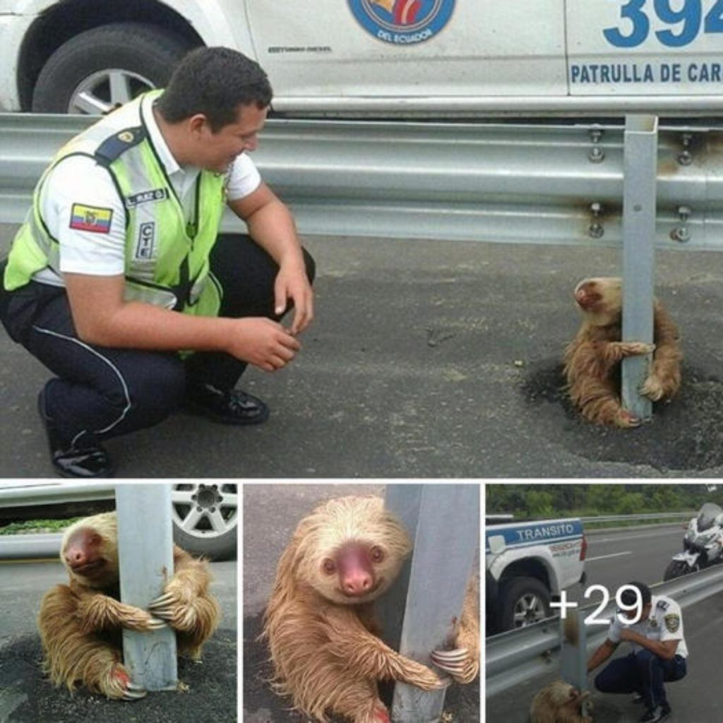 Take me home! The adorable sloth was rescued by traffic police after ...