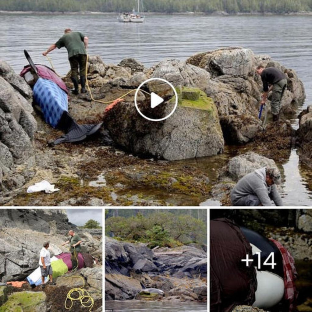 Video: Orca Cries Out For People To Help Her. Humans Stage a Remarkable ...