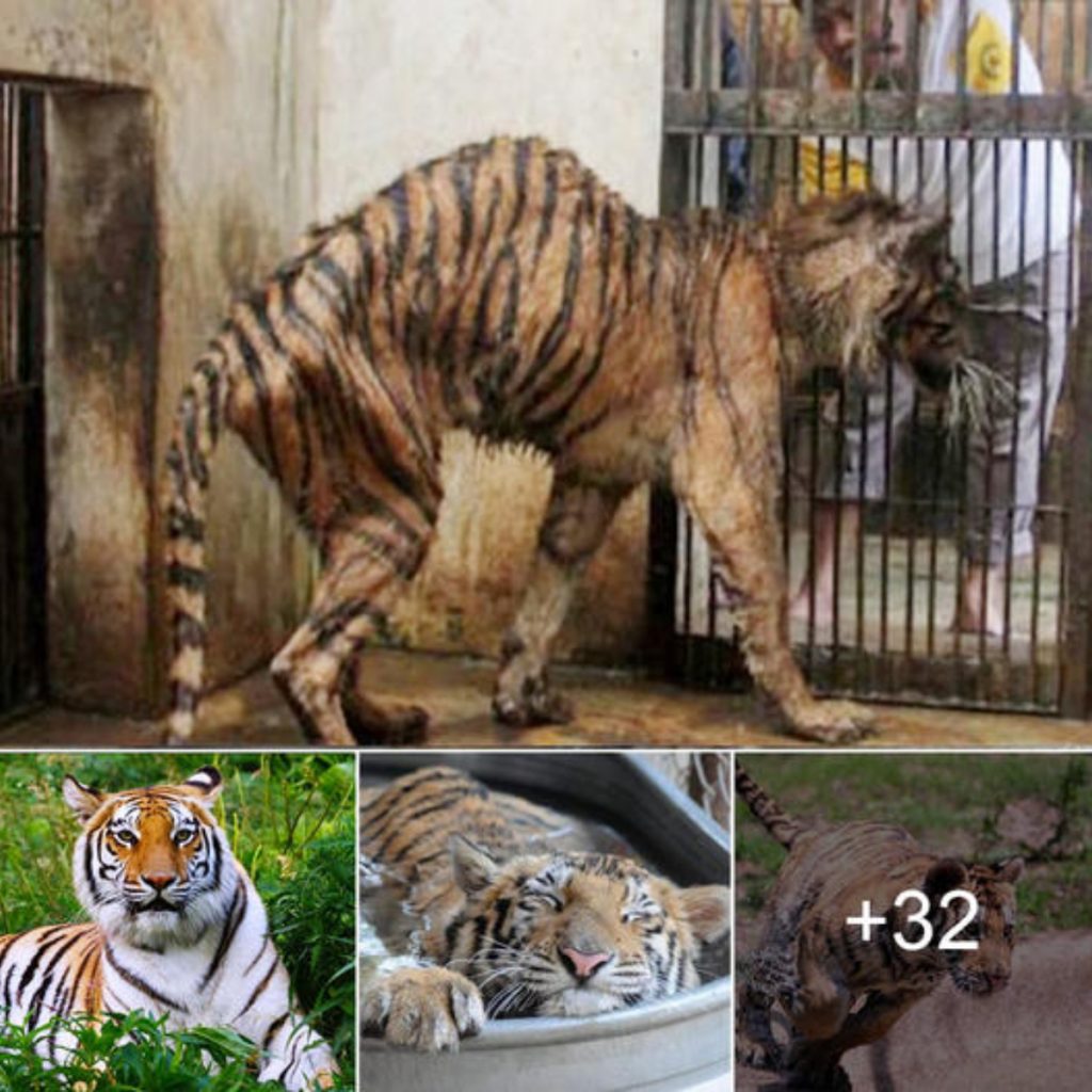 Super Duper Lucky! 3-week-old baby zebra with a broken leg abandoned in ...