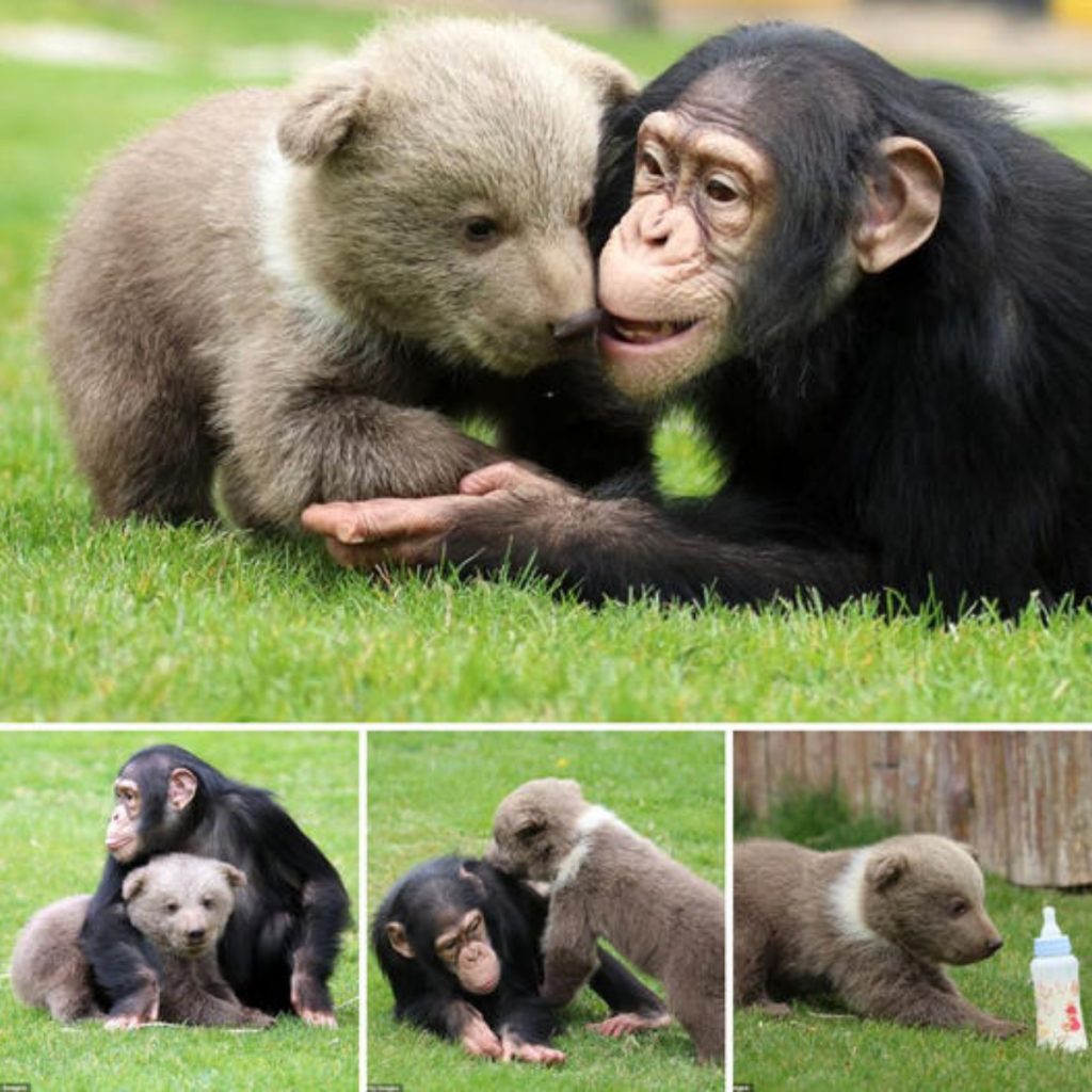 Friendship overcomes all barriers! 28-day-old orphan bear cub, just ...
