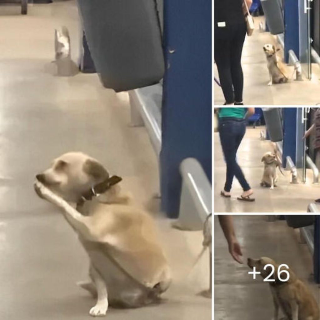Un perro abandonado, mendigando comida a las puertas de un supermercado ...