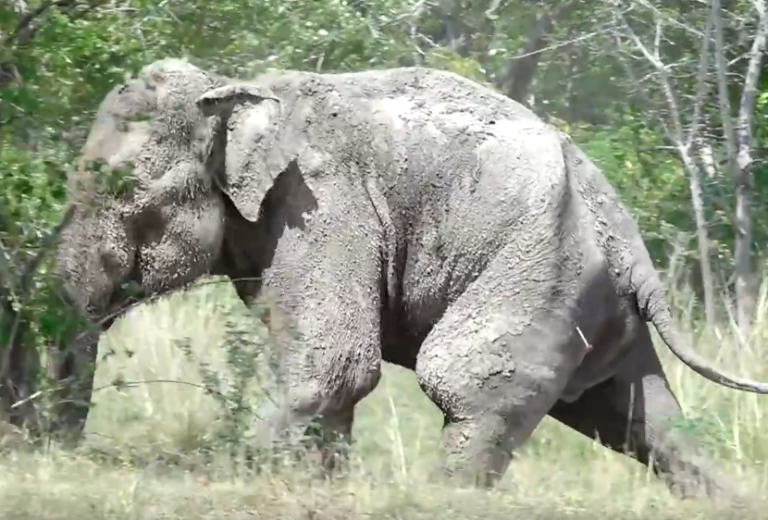 Wildlife Heroes Save the Day: Elderly Elephant with Tumor Receives ...