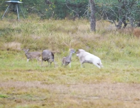 Amazing Showdown: Texas Dall Ram and Large Buck Engage in Fierce Head ...