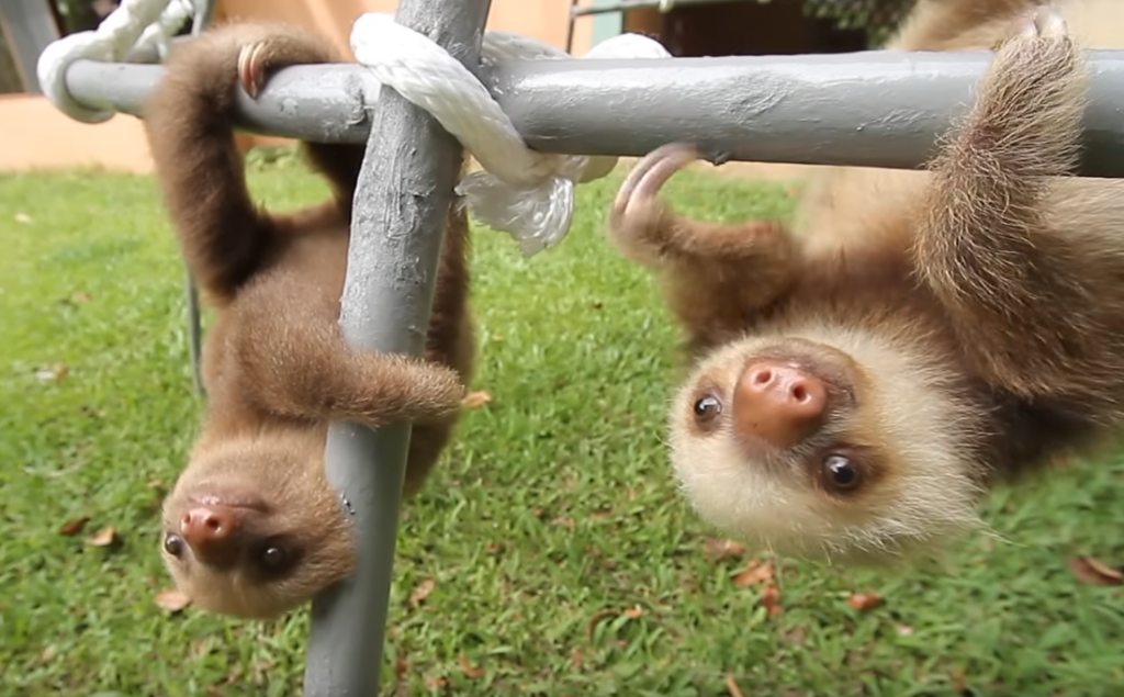 “This made my day” – Rescued Baby Sloths Share a Heartwarming ...