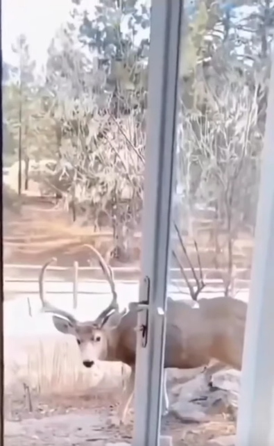 Love Receives Love: Deer Returns with Its Herd to Express Gratitude to ...