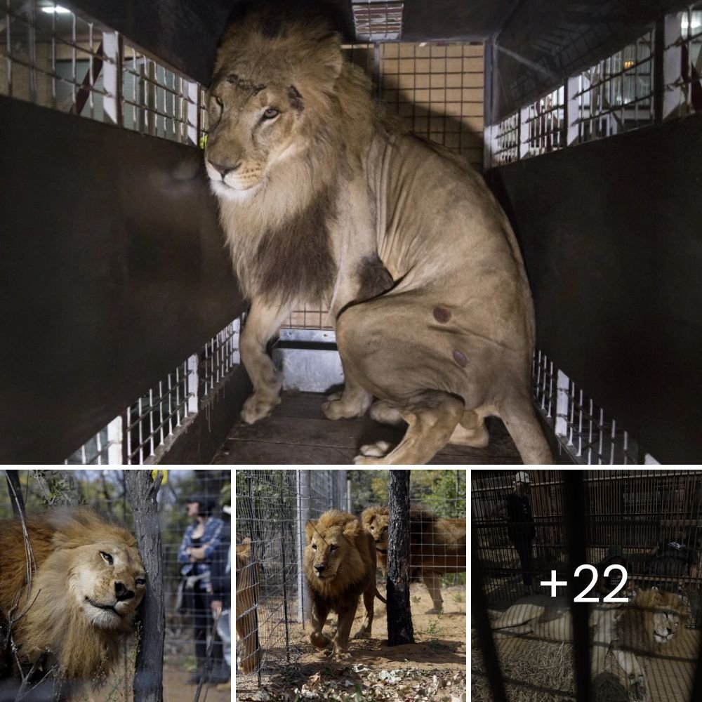 Heartbreaking Image! Hungry, Emaciated Lions Who Were Mistreated for So ...