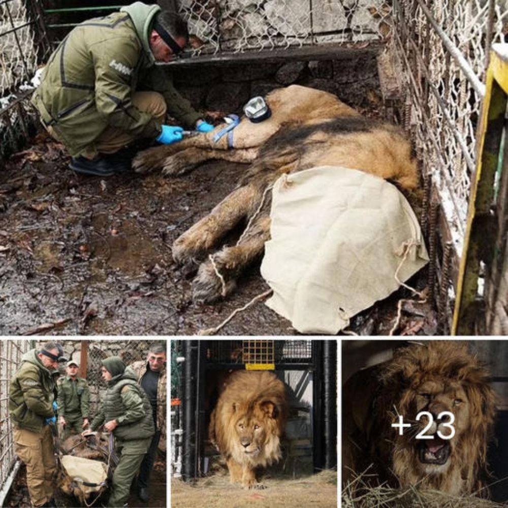 The world’s loneliest lion! Ruben the lion, after years of captivity ...