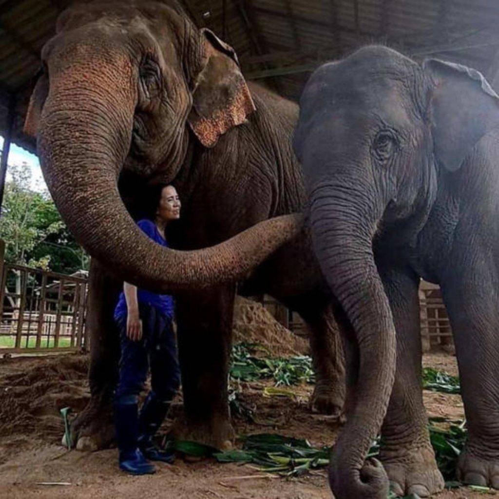 Seven-Year-Old Elephant fгeed from Circus and Welcomed into the ...