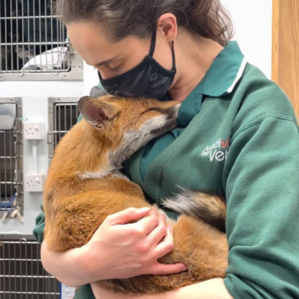 “Baby, Do you feel better?”- Exhausted Fox Finds Comfort in a ...