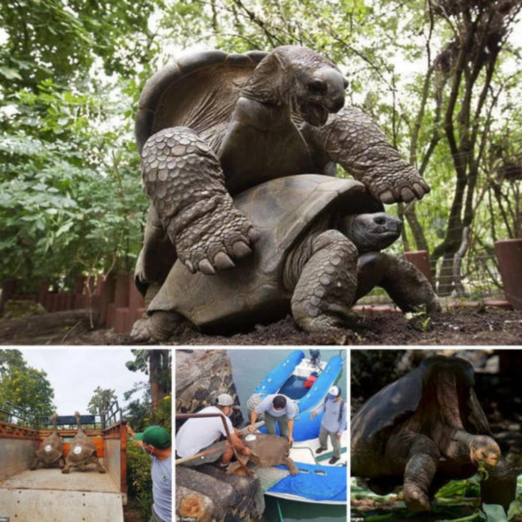 The joyful and happy return of the 100-year-old turtle known as the ...