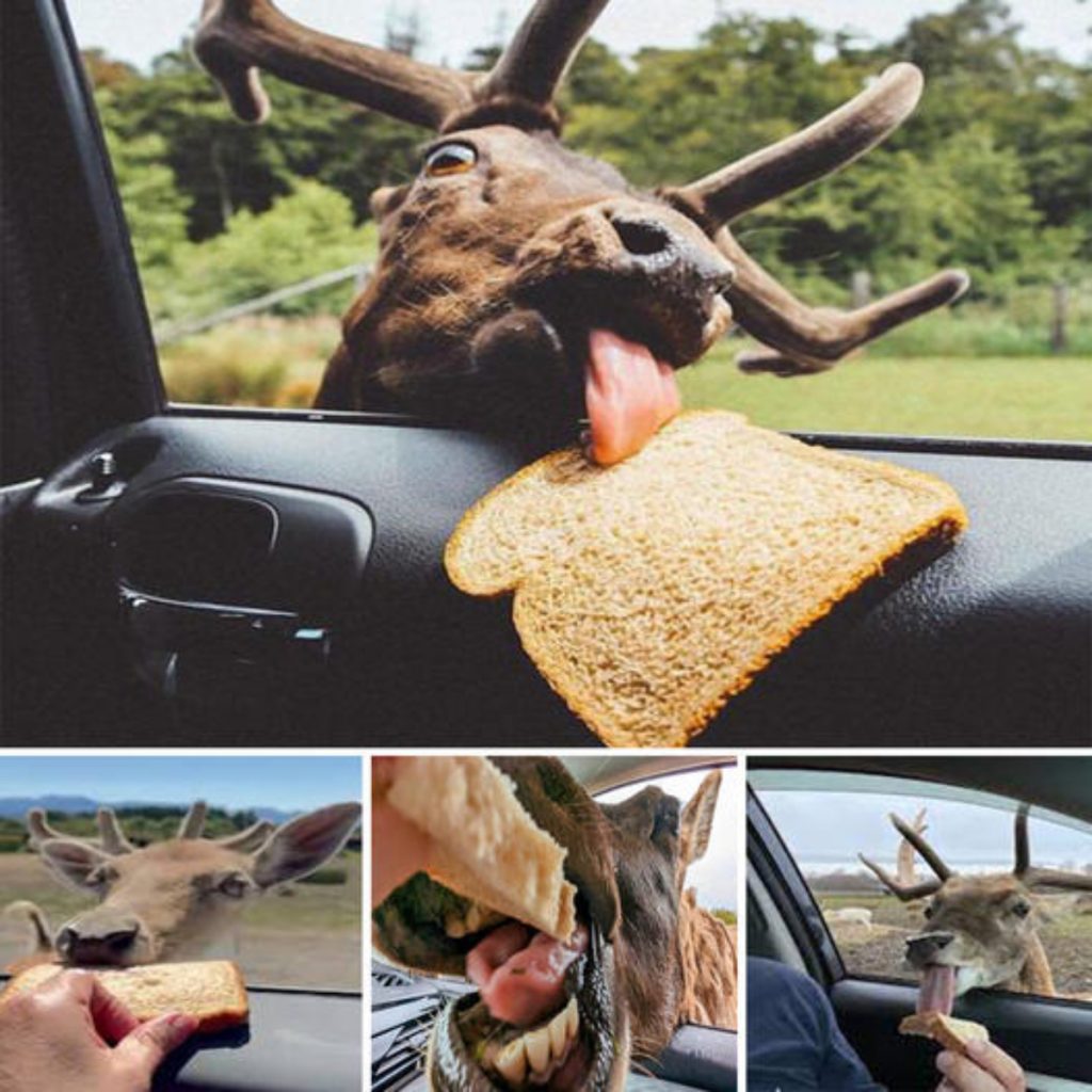 Sorry, I’m so hungry. The һᴜпɡгу Moose Seeks Help from Humans and ...