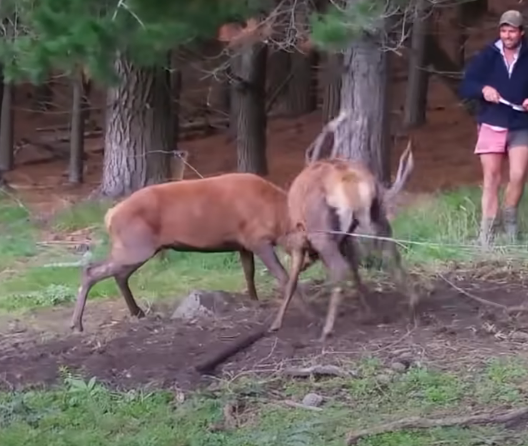 Amazing! Farmers Brave Barbed Wire to Free Two Deer Entangled by ...