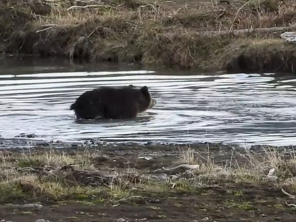 Don’t Worry Son! Momma Grizzly Bear Gently Guides Her Panicked Cub ...