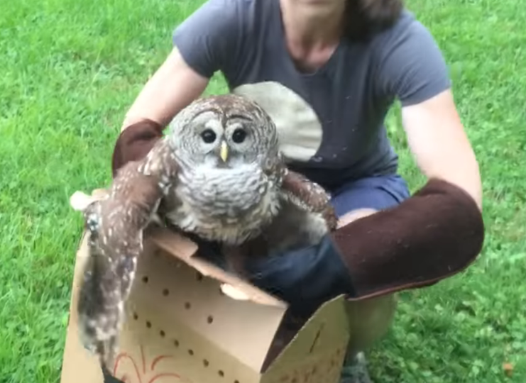 “Don’t worry! I will teach you fly” – Owl Crashes into Moving Car ...