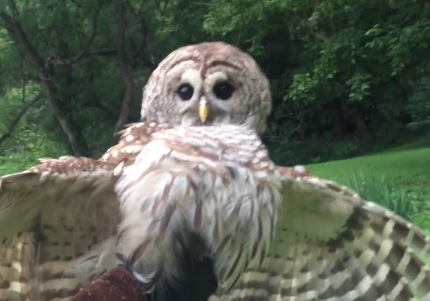 “Don’t worry! I will teach you fly” – Owl Crashes into Moving Car ...
