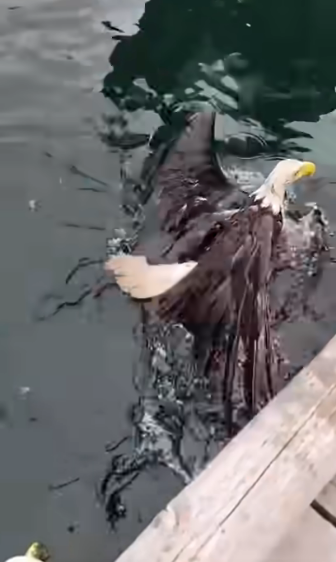 ‘Give Me Your Hand’—A Man’s Compassionate Rescue of a Struggling Bald ...