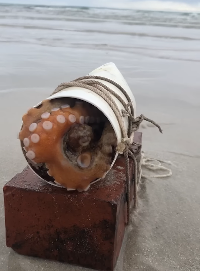 “Thank you so much” – A Woman’s Devoted Journey to Protect Octopus Eggs ...