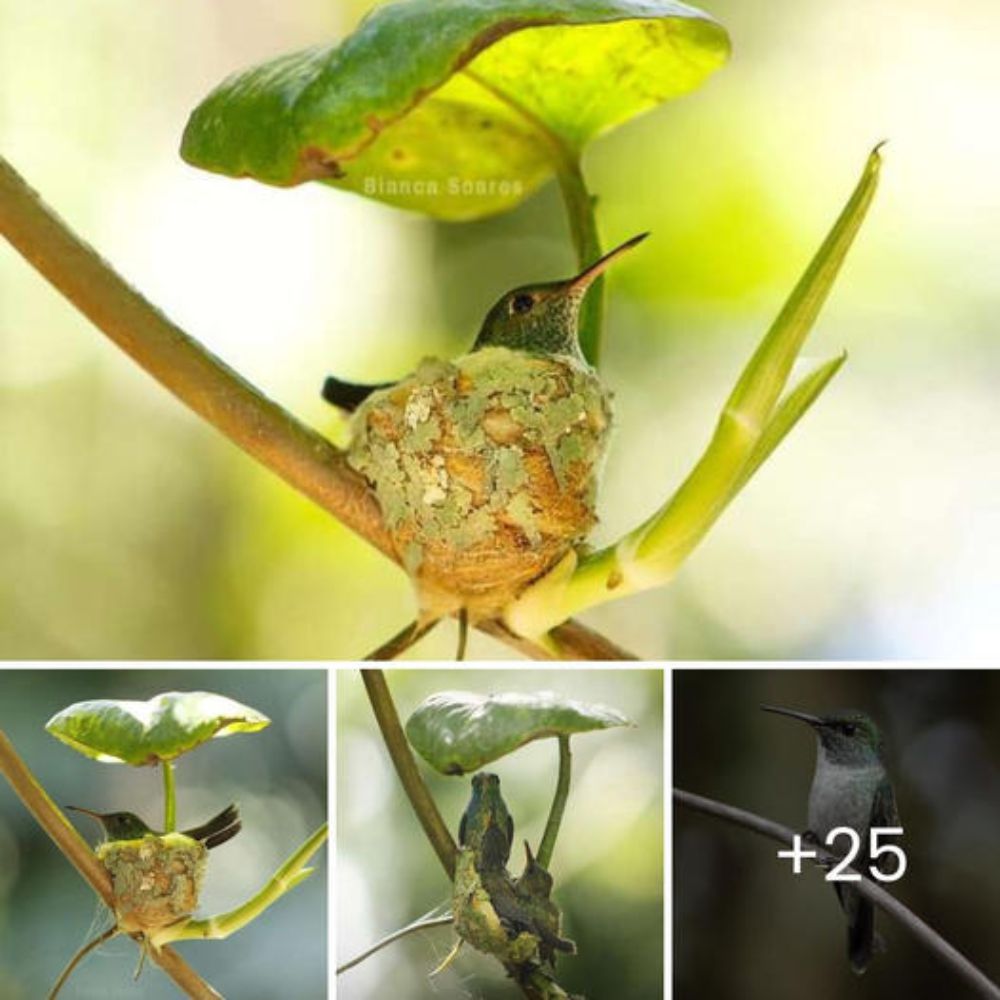 Deaf Man Adopts Deaf Puppy from Shelter, Creating a Heartwarming Bond ...