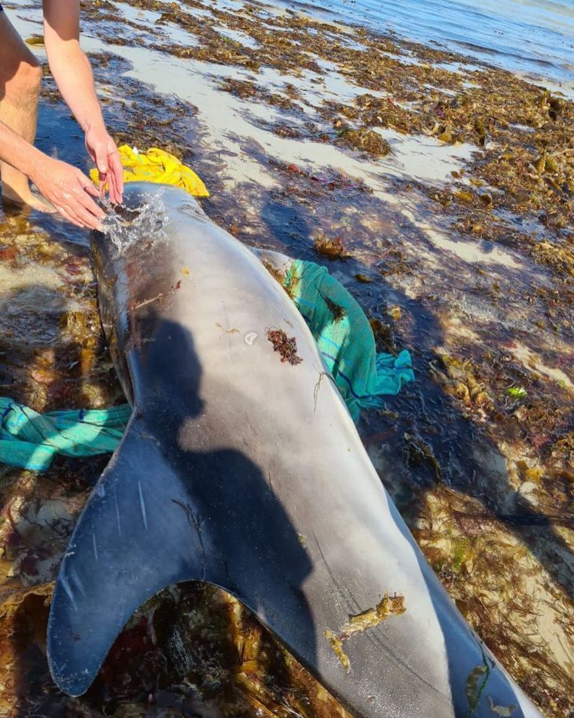 ‘Come here! It’s Still Alive’ – Beached Dolphin Desperately Needed Help ...