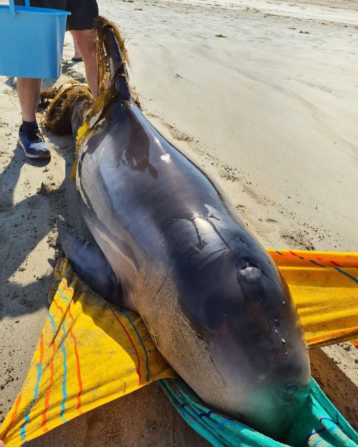 “Hold On, Little One!” — Kind Strangers Unite to Save a Beached Dolphin ...