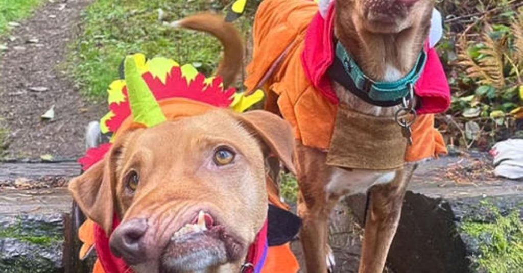 “Aww look, look, I have a new leg?” – No Leg? No Problem! Farmers Help ...