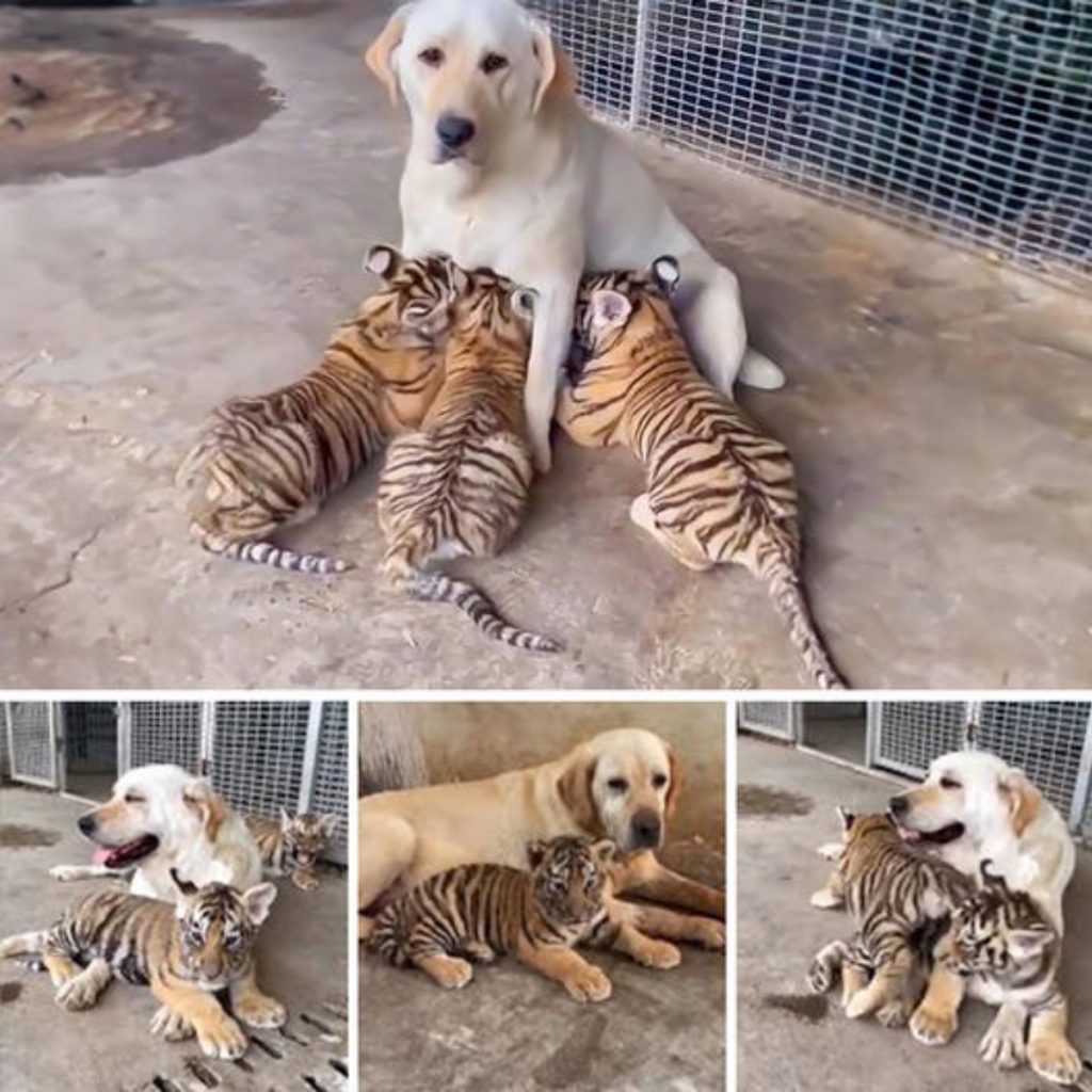 The mother dog got a surprising surprise raising 3 orphan tigers ...