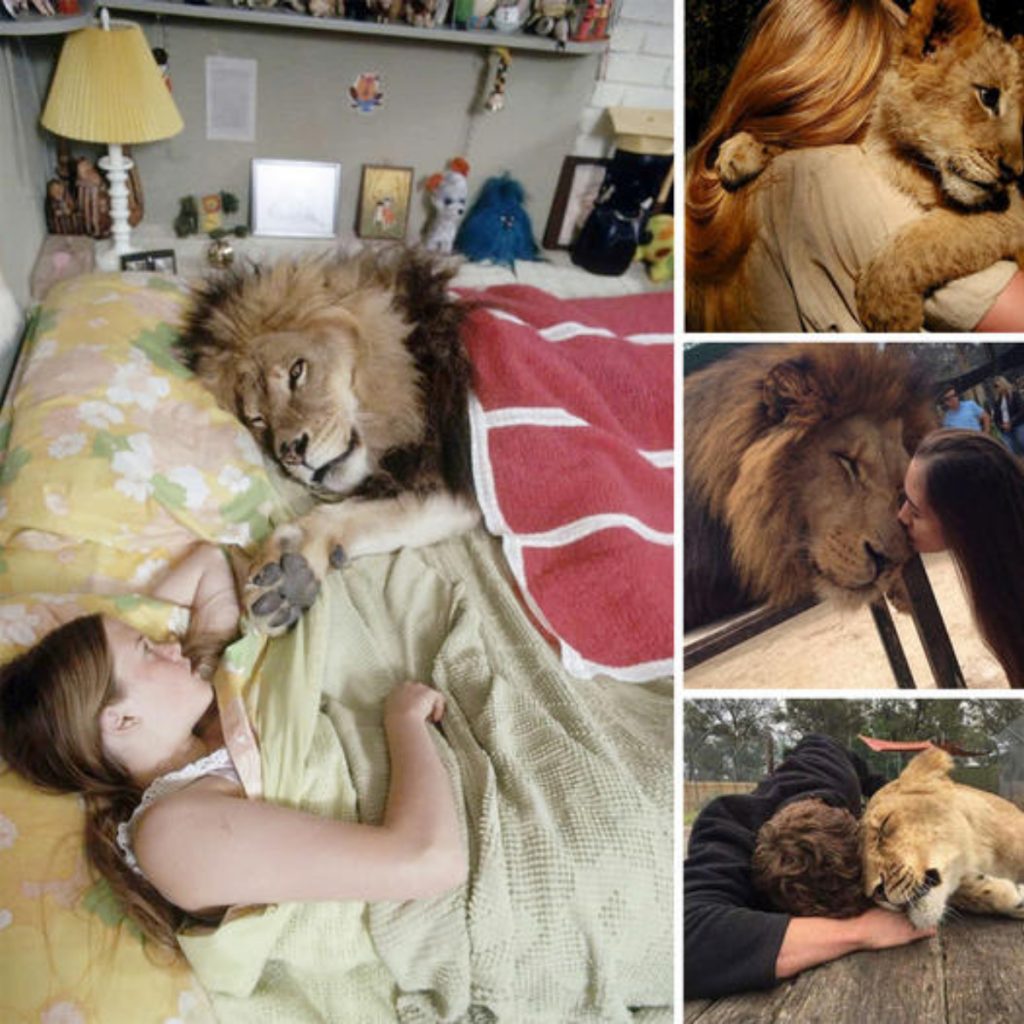 A Special Friendship: The Rescued Lion and Its deeр Gratitude to Those ...