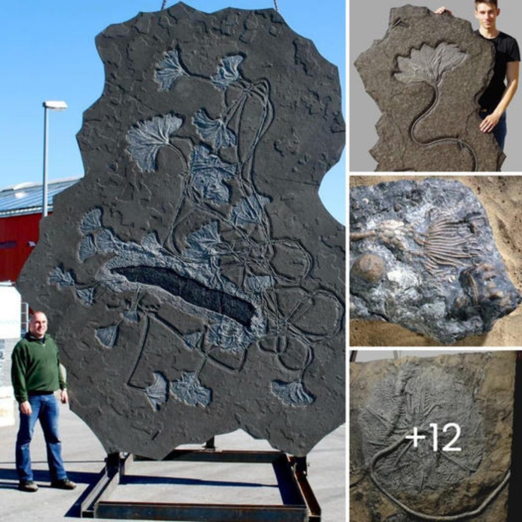 Ancient Wonders Revealed: Giant Fossilized Crinoids Uncover Some of the ...