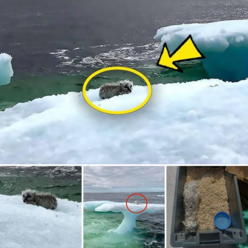 How long have been you stuck here! Fishing Couple Risk It All to Save a ...