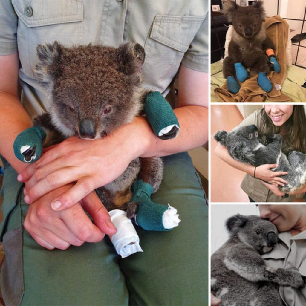 What Is This? Why So Sticky?—A Baby Barn Owl Rescued from a Molasses ...