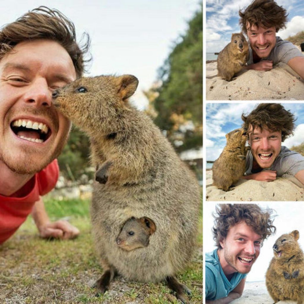 So Sweet! The Special Bond of a Small Marsupial for the Man Who Saved ...
