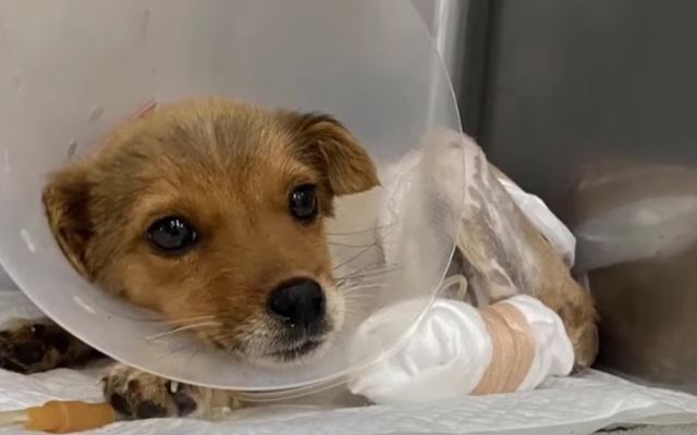 Roadside Puppy with Broken Back Finds Hope and Healing Through the ...
