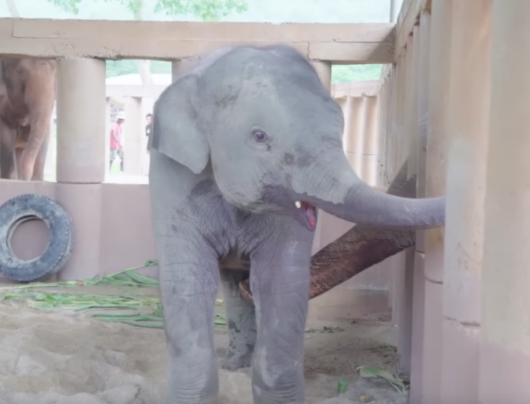 “Welcome, Little One!” – Elephants Joyfully Gather to Embrace a Rescued ...