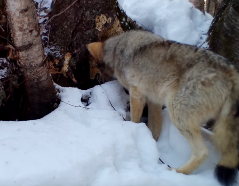 “Mama Will Protect You All, I Promise” – A Mother’s Love Shines as Mama ...