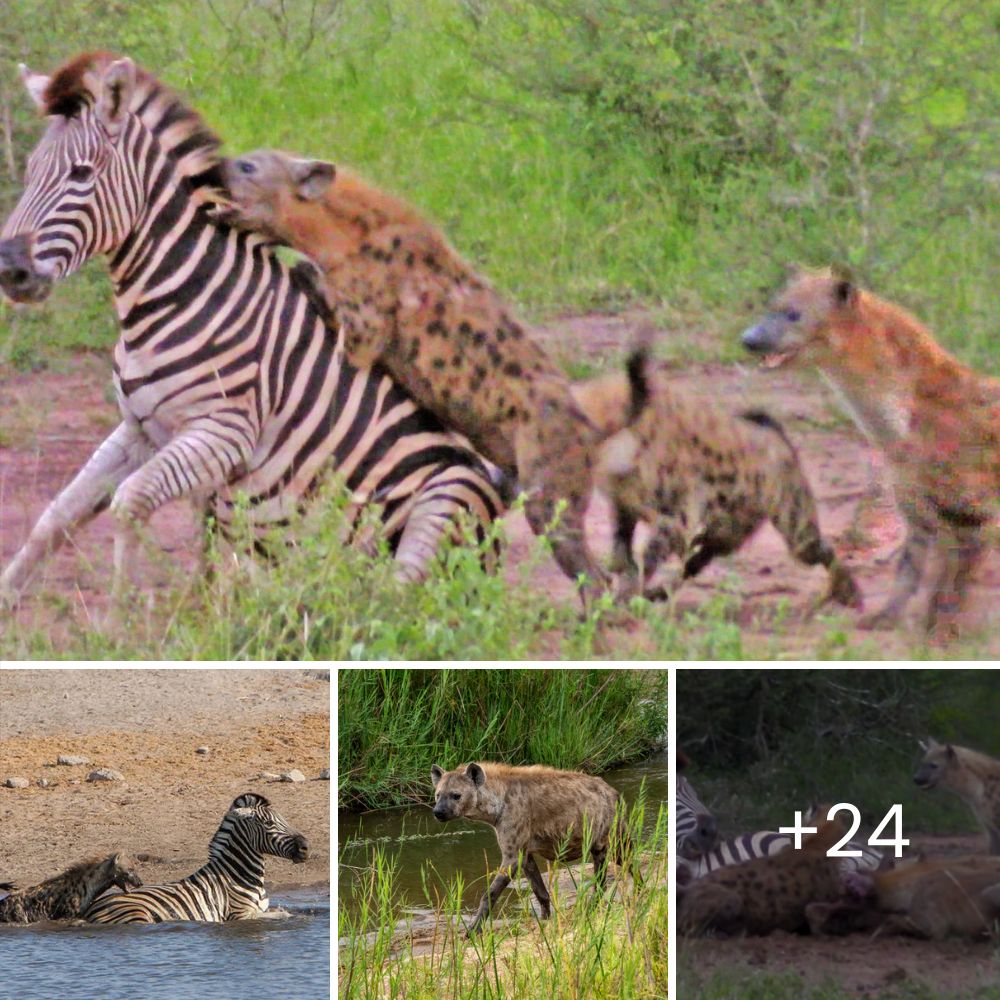 Dos Perritos se Unen en una Lucha por la Vida y se Convierten en ...