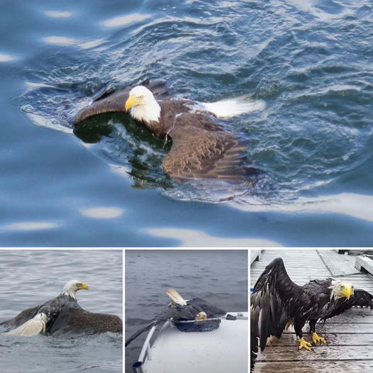 A special guest in the middle of the ocean! The moment fishermen ...