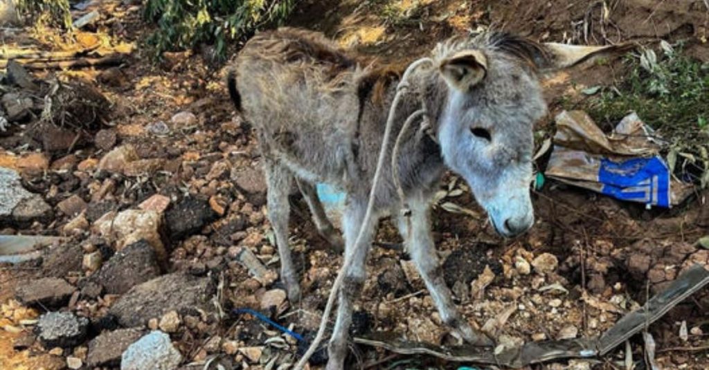 “More than a miracle” – Paralyzed and broken, a leopard cub defies the ...