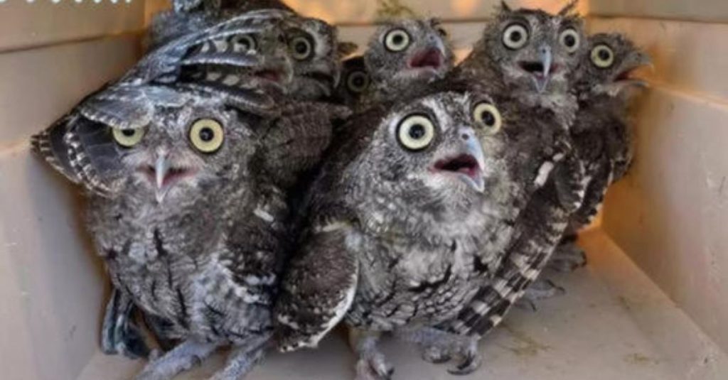 Beloved Baby Hippo Moo Deng Faces Backlash After Leaked Video Shows Him ...