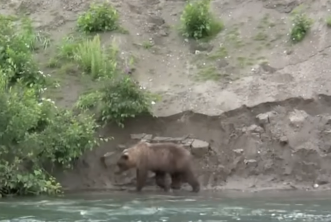 Rare Footage: Massive Grizzly Bear Locked in a Tense Standoff as a Bald ...