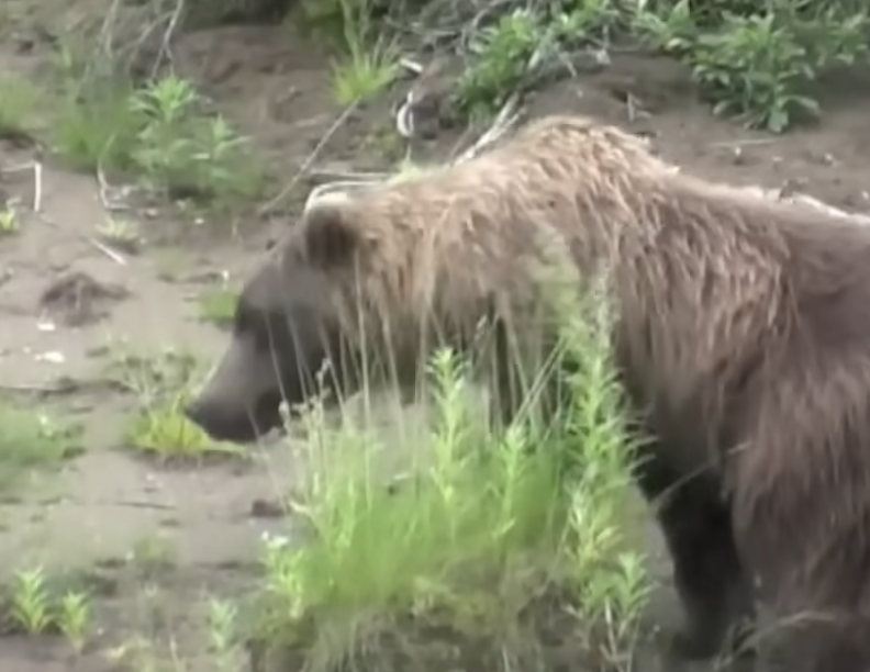 Rare Footage: Massive Grizzly Bear Locked in a Tense Standoff as a Bald ...