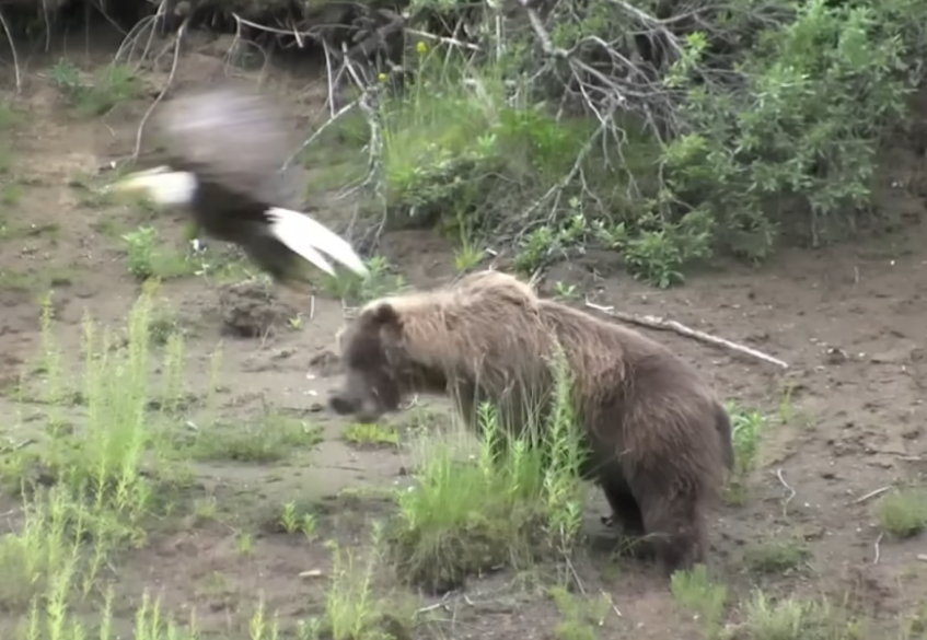 Rare Showdown: Massive Grizzly Bear Faces Off in a High-Stakes Standoff ...