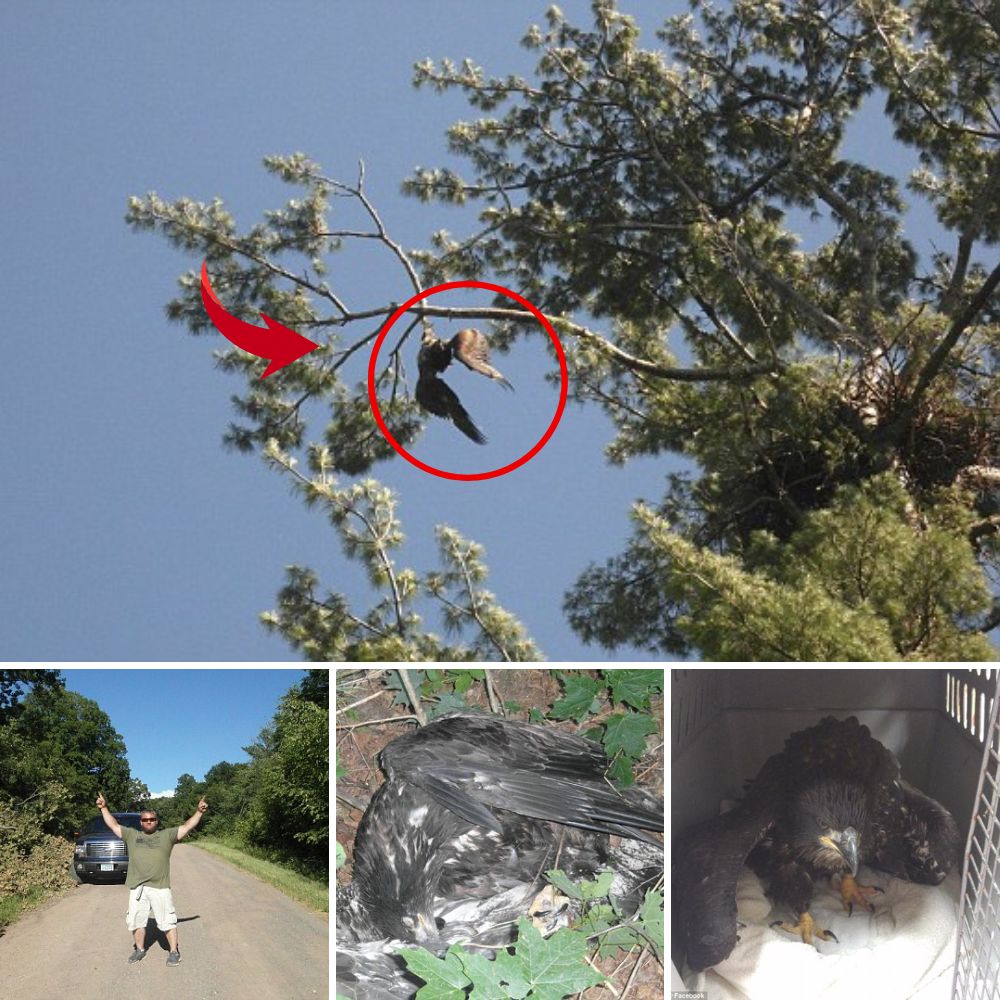 Real life superhero – heroic агmу ⱱeteгап rescues bald eagle ѕtᴜсk in ...