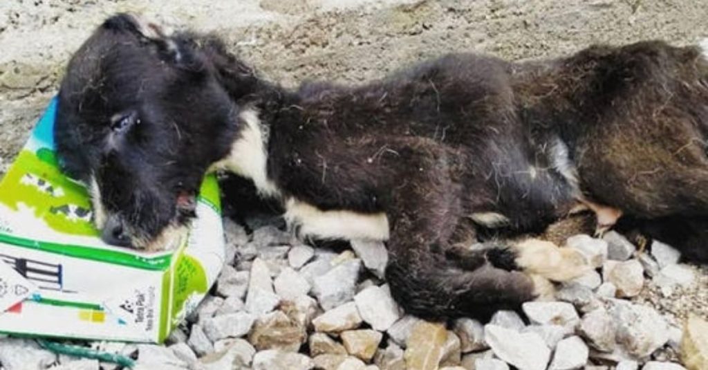 “Is This a Butterfly?” — Koala and Butterfly Form an Unlikely ...