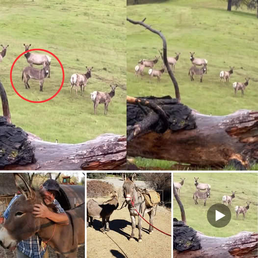 ‘I Thought They Were My Family’—Lost Donkey Finds Love and a Forever ...